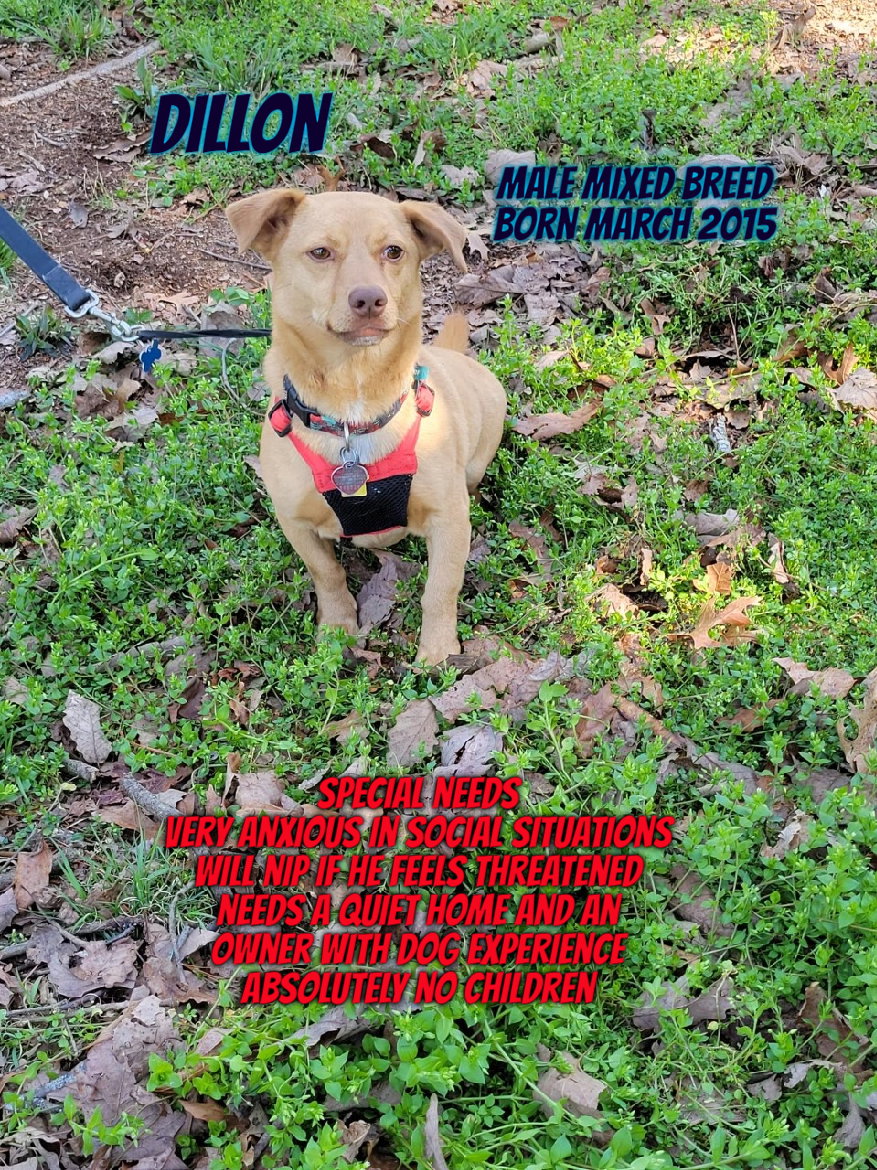 Dillon's Web Page