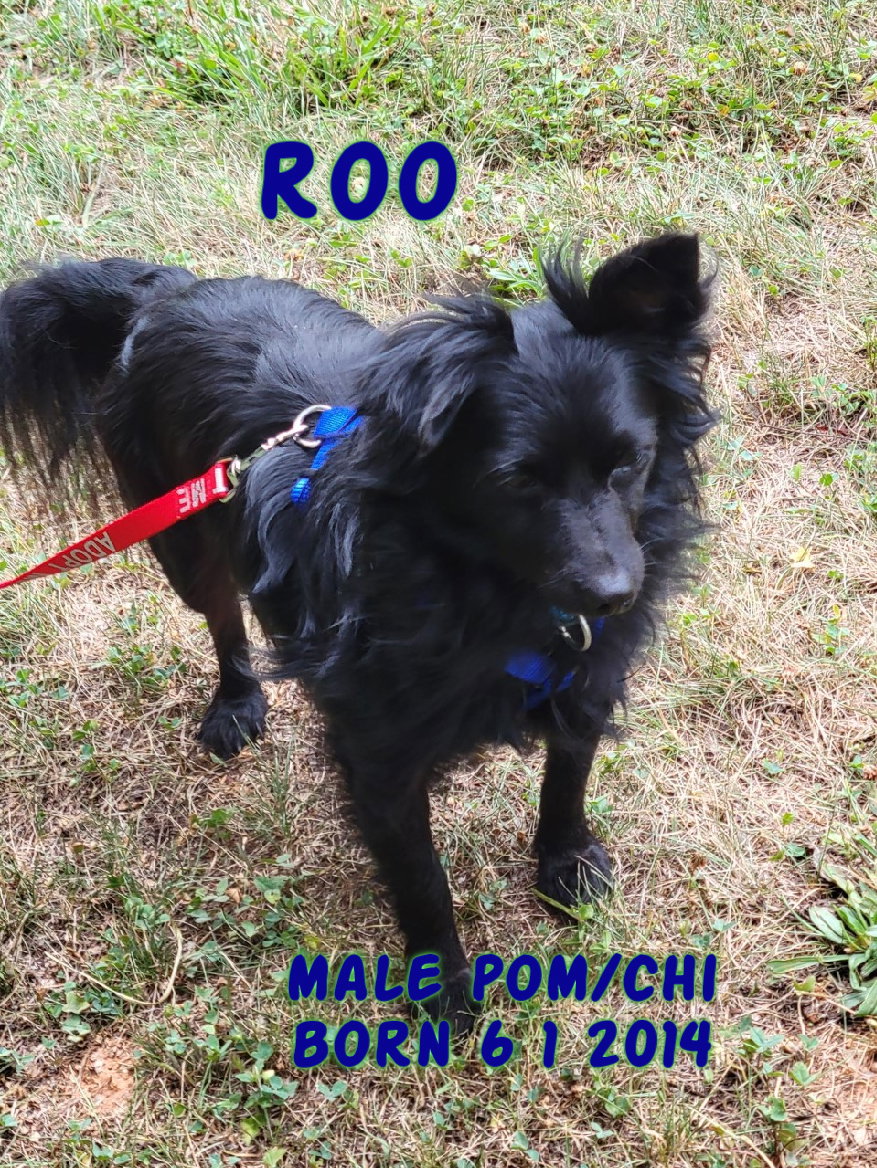 Roo's Web Page