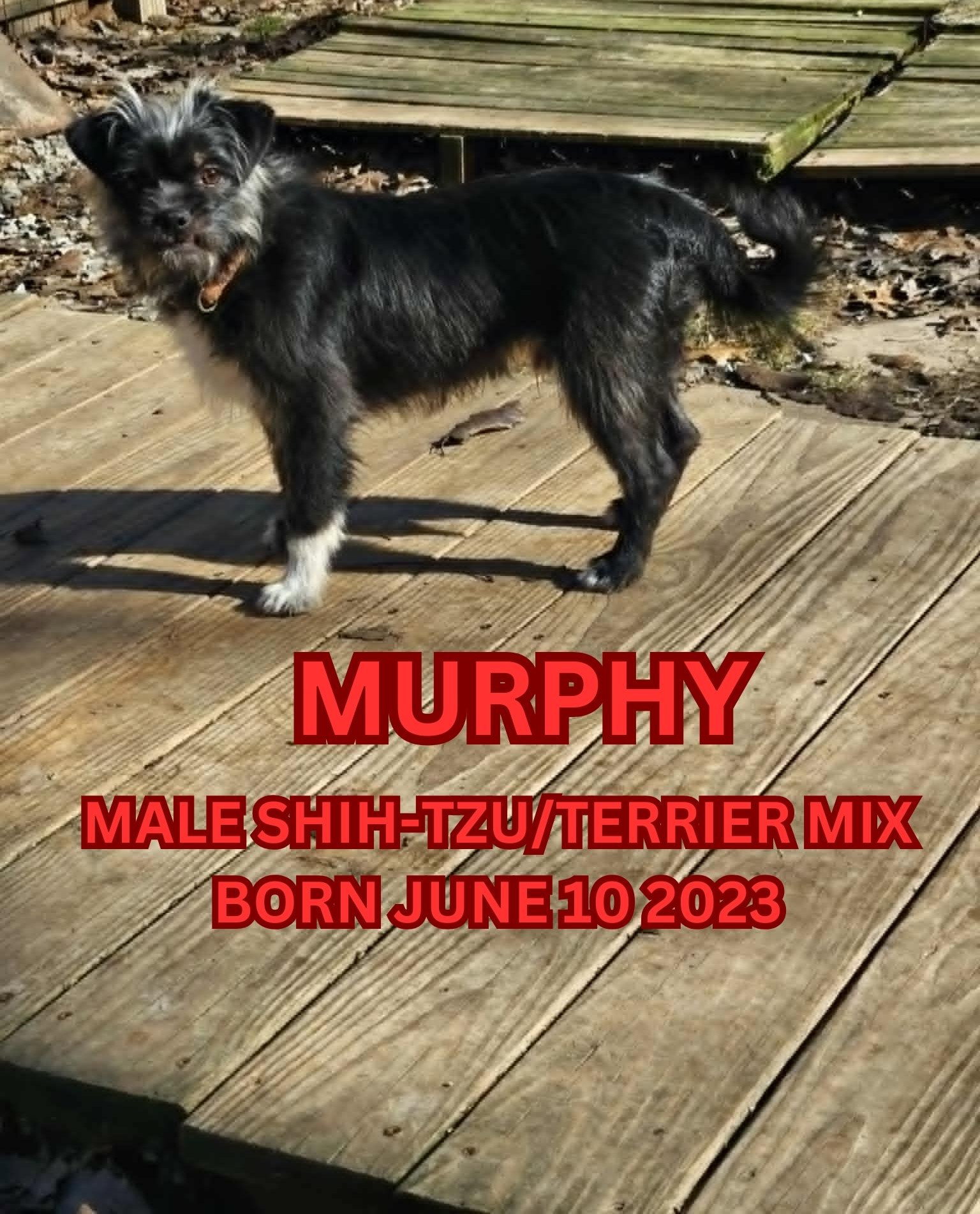 Murphy's Web Page