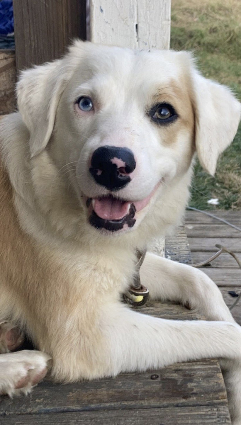 Dog for Adoption - Winter - URGENT FOSTER OR FOSTER TO ADOPT, a ...