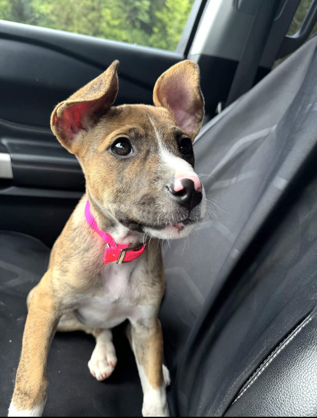 Dog for Adoption - Lainey, a Boxer in Maryville, TN | Alpha Paw