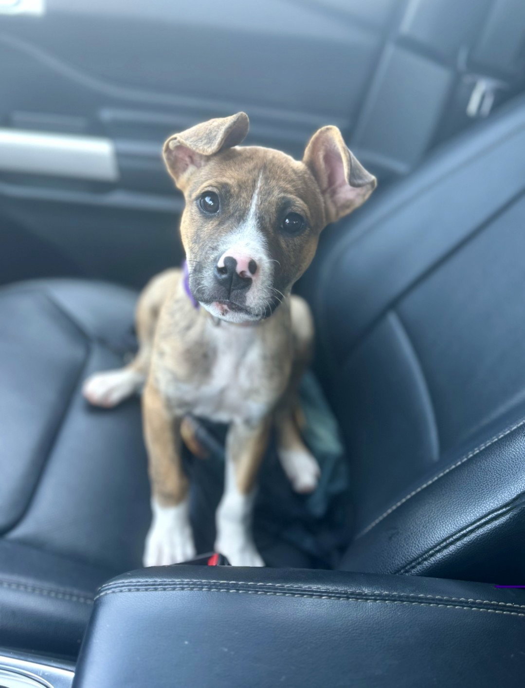 Dog for Adoption - Lainey, a Boxer in Maryville, TN | Alpha Paw