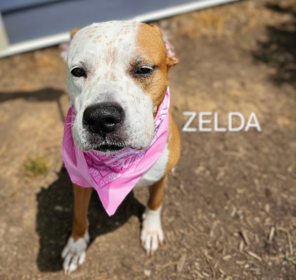 Dog for Adoption - Zelda - OUT OF TIME! FIRST ON LIST!, a Boxer in ...