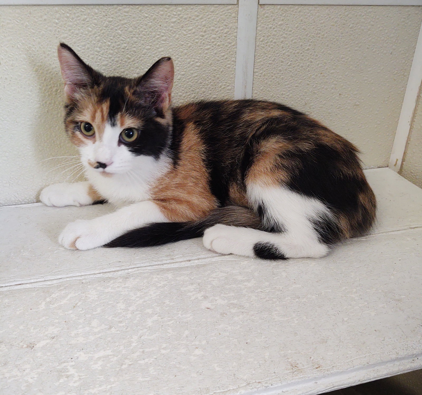 Cats for Adoption in West Liberty, Iowa | Alpha Paw