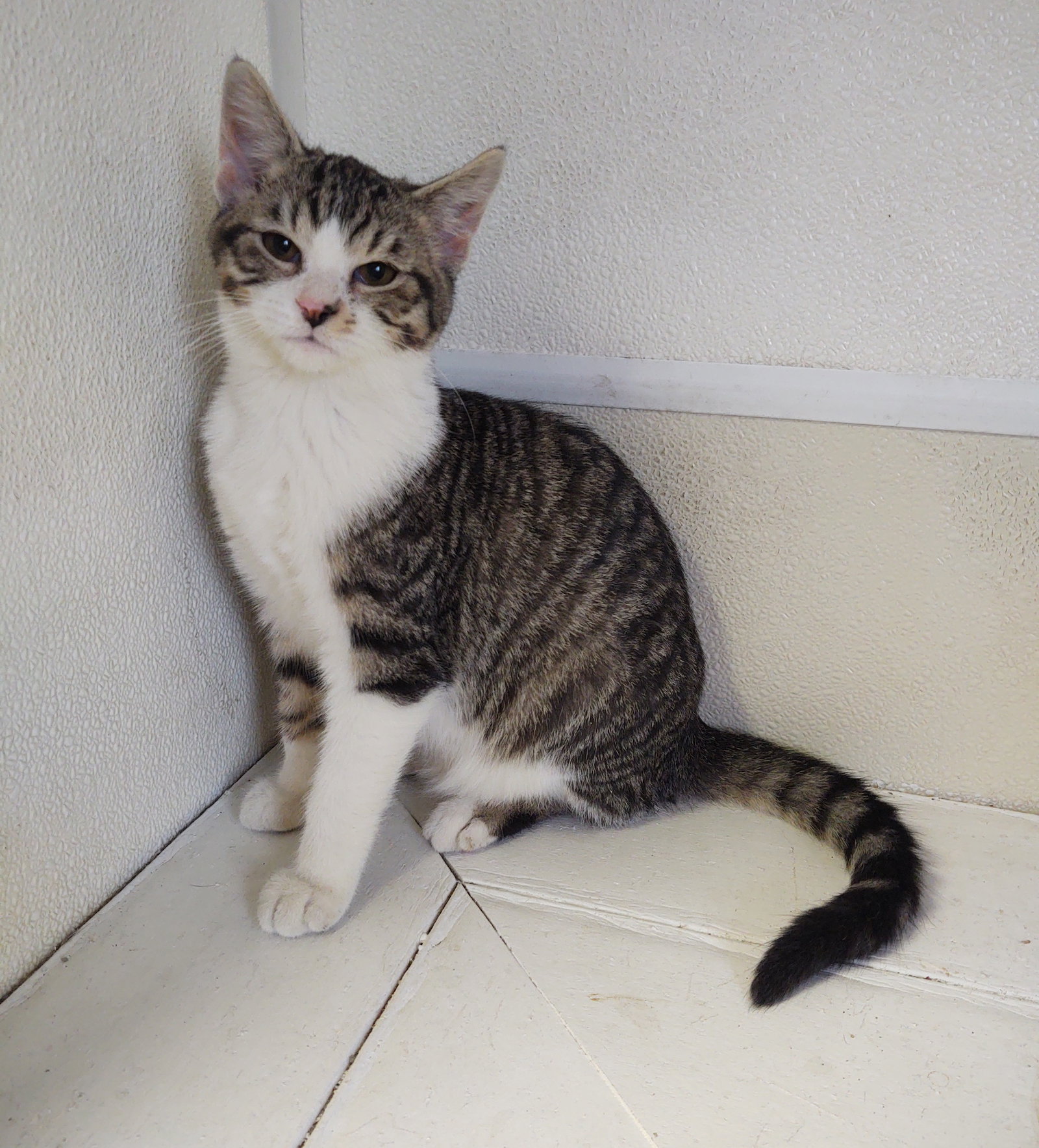 Cats for Adoption in De Witt, Iowa | Alpha Paw