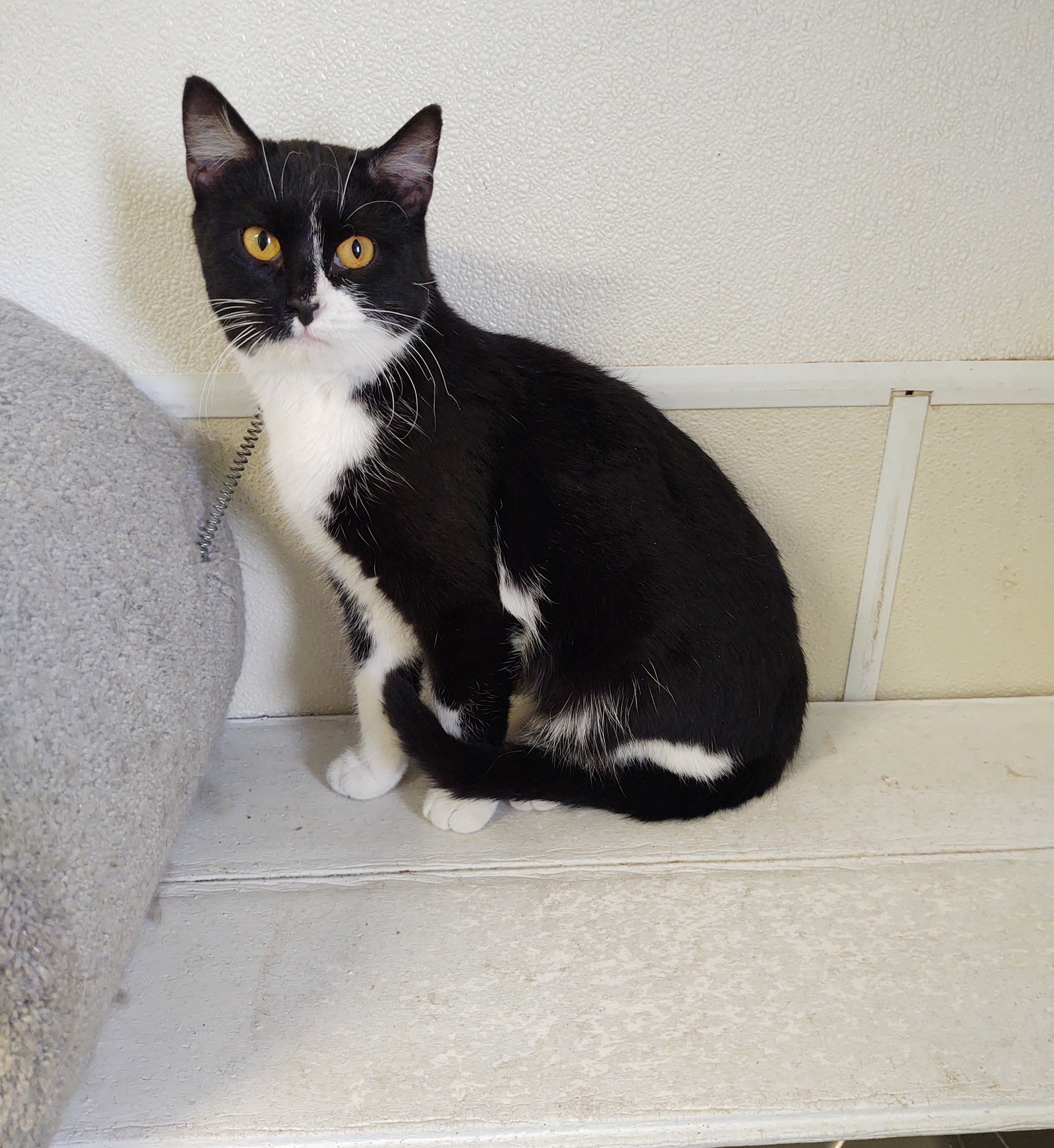 Cats for Adoption in Farley, Iowa | Alpha Paw
