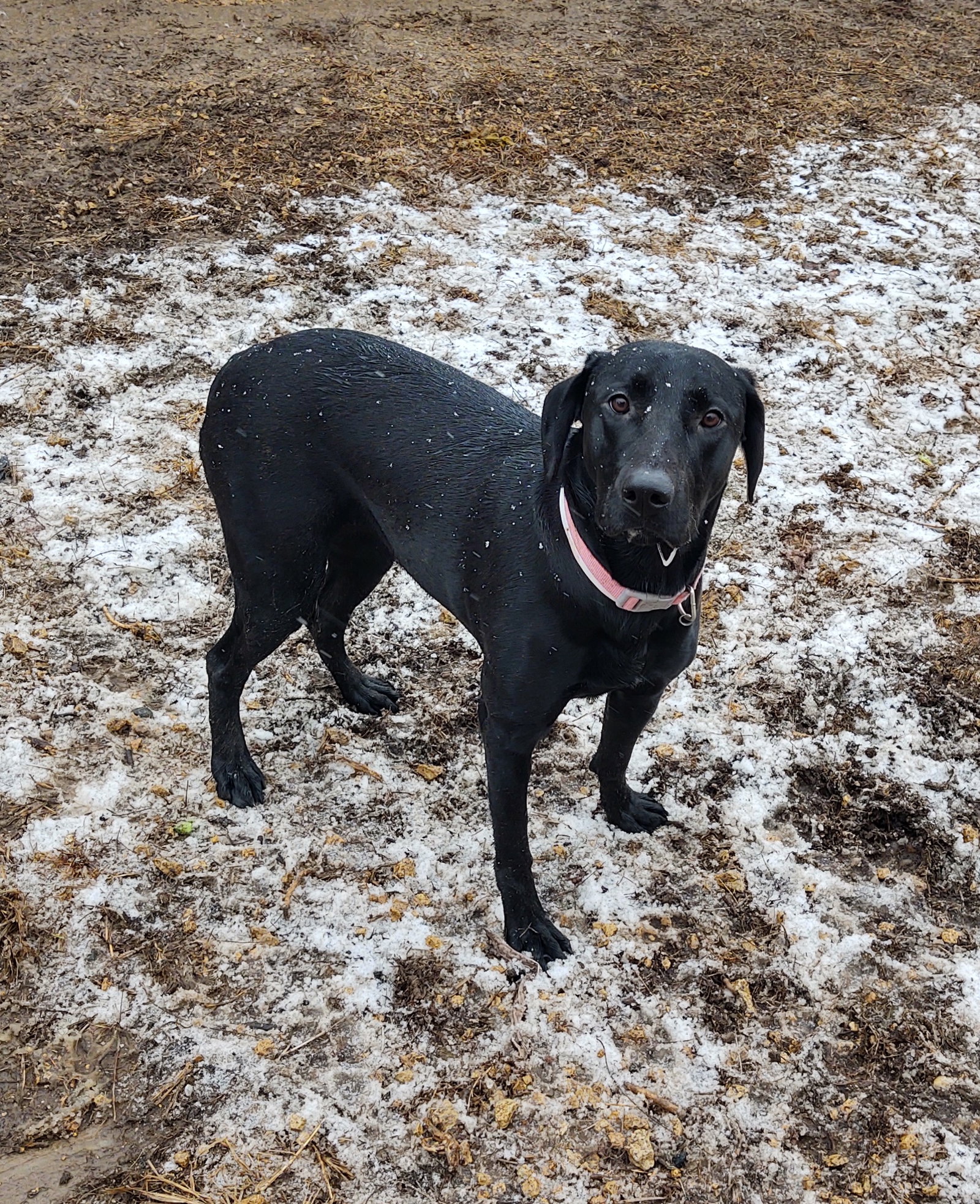 Dog for Adoption - Minnie, a Black Labrador Retriever in Prophetstown ...