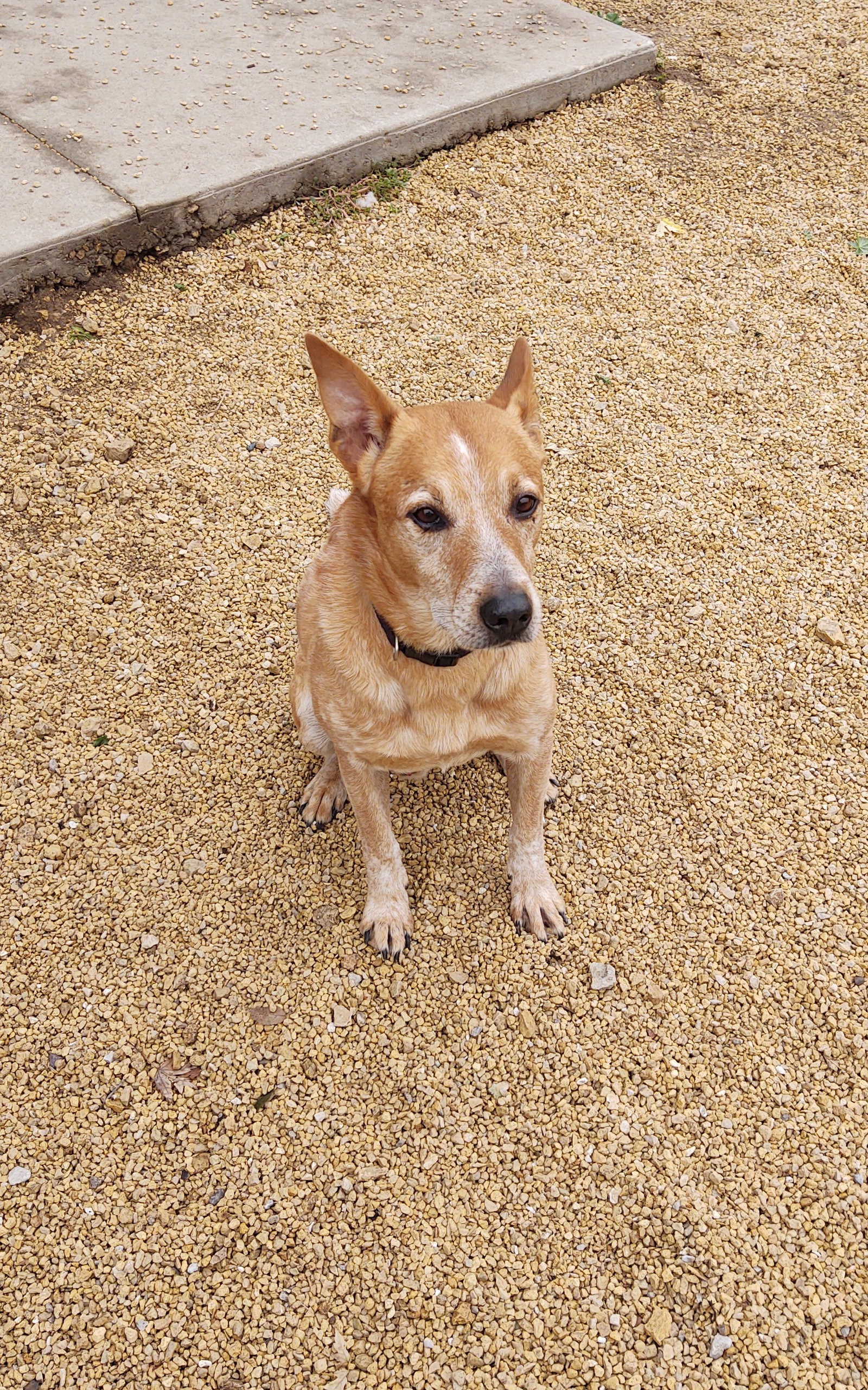 Dog for Adoption - Rufus, a Red Heeler in Eldridge, IA | Alpha Paw