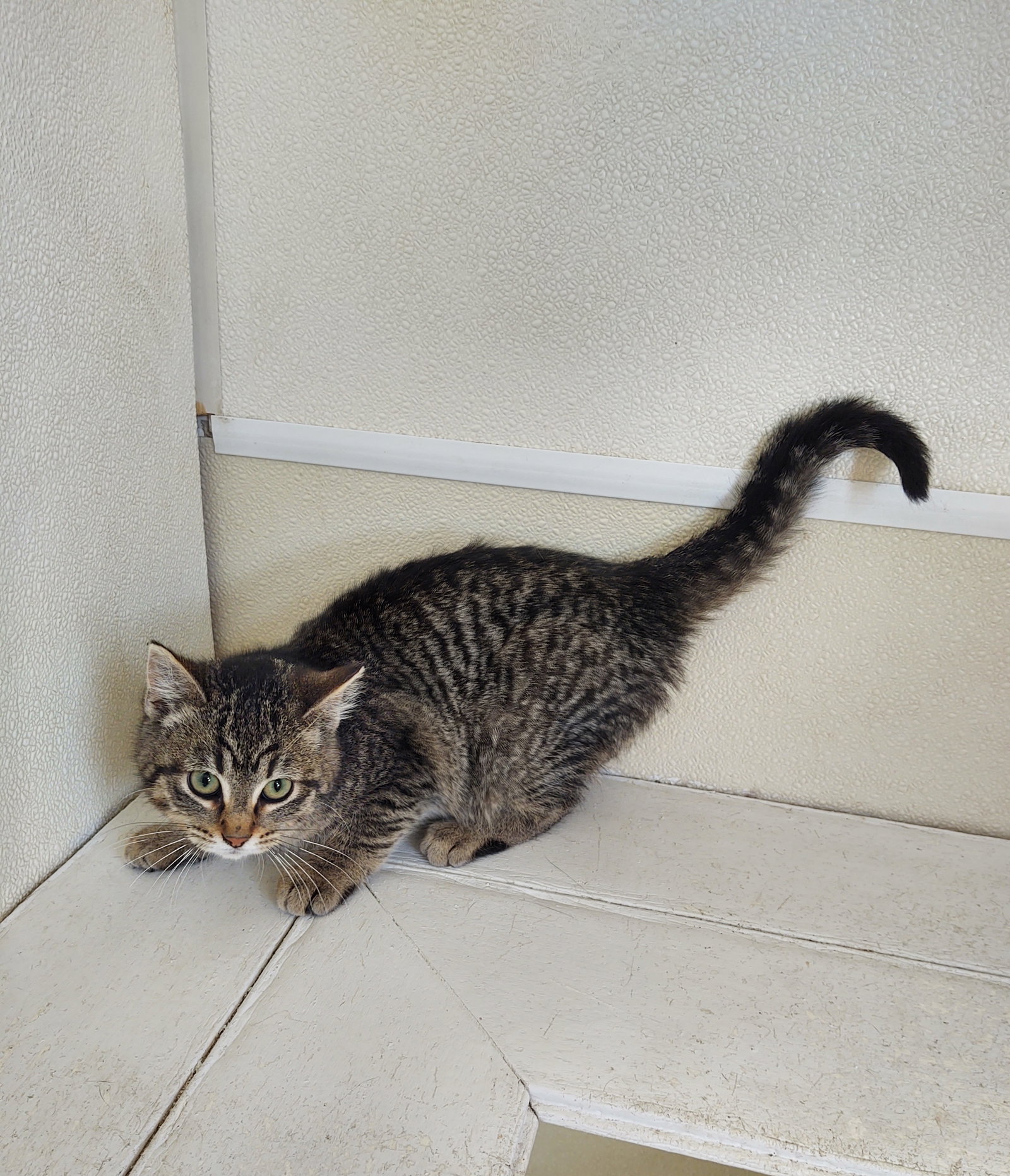 Cats for Adoption in Monticello, Iowa | Alpha Paw