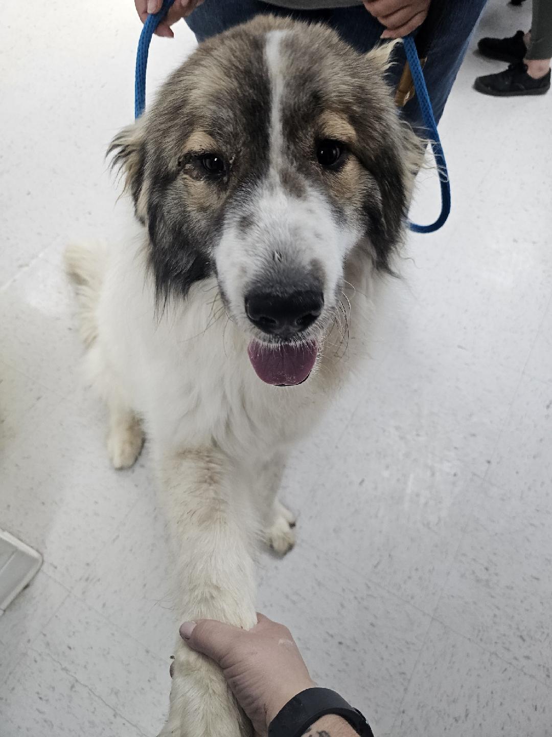 Dog for Adoption - Octavia, a Great Pyrenees in Tipton, IA | Alpha Paw