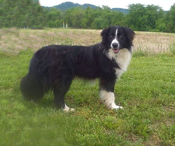 Dog for Adoption - Wrangler, a Border Collie in Normandy, MO | Alpha Paw