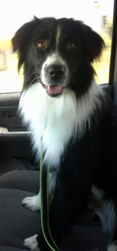 Dog for Adoption - Wrangler, a Border Collie in Normandy, MO | Alpha Paw