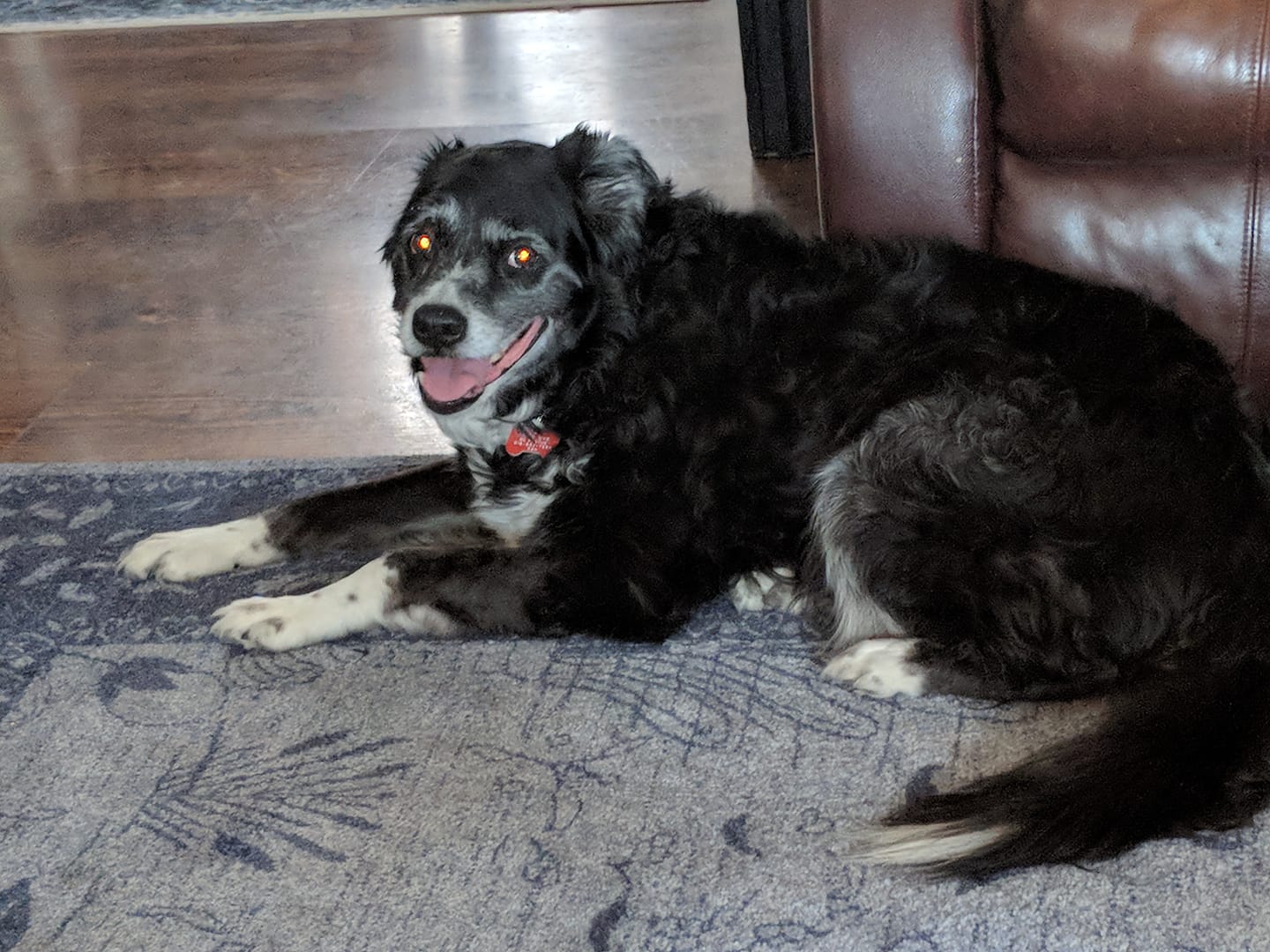 Dog for Adoption - Izzy (adoption pending), a Border Collie in Canton ...