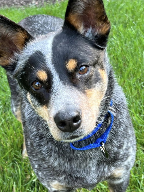 Come Bye Border Collie Rescue