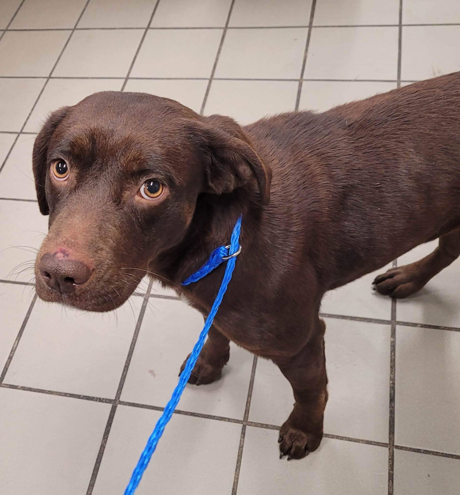 Dog for Adoption - Ruby, a Labrador Retriever in South Burlington, VT ...