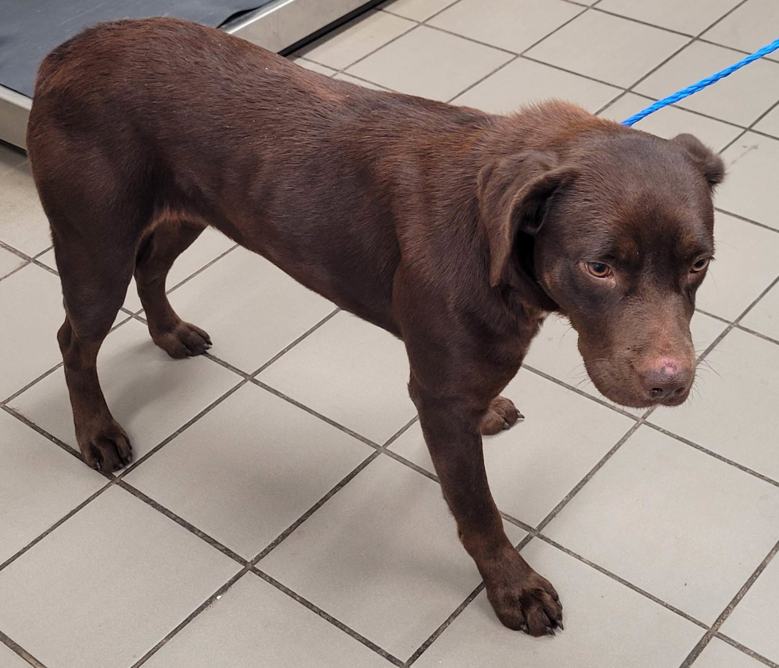 Dog for Adoption - Ruby, a Labrador Retriever in South Burlington, VT ...