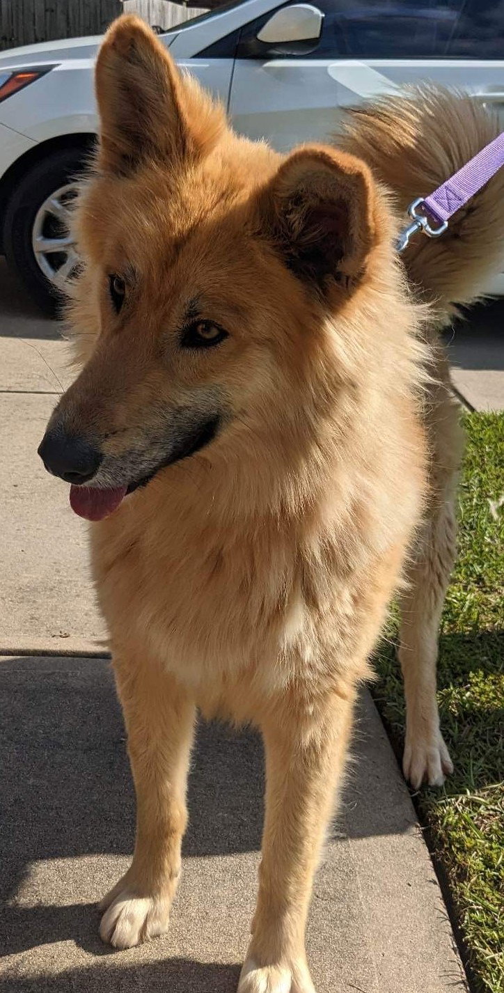 Dog for Adoption - Wilford, a Collie in Ogdensburg, NJ | Alpha Paw