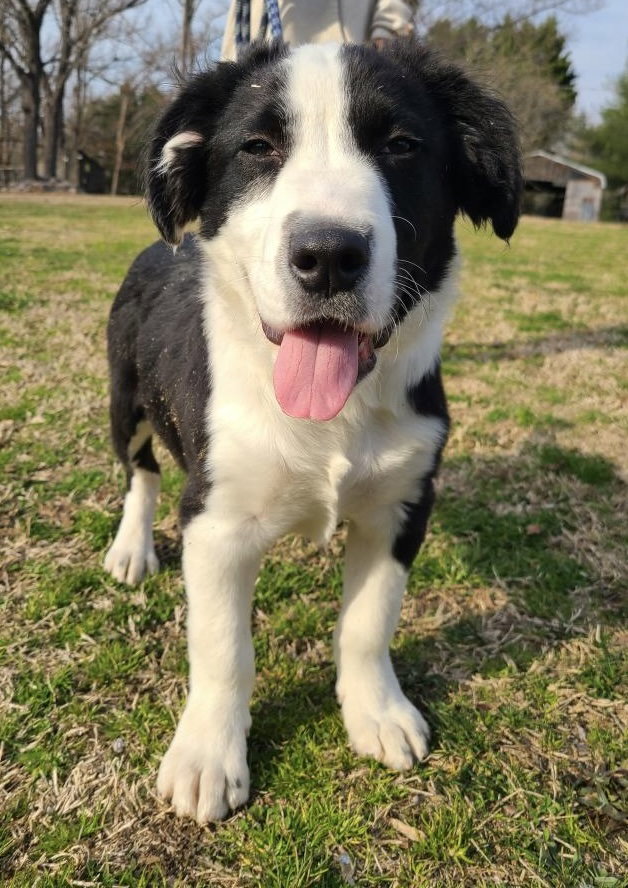 Dog for Adoption - Jackson, a Border Collie in Sussex County, NJ ...