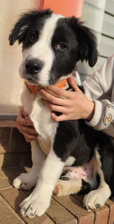 Dog for Adoption - Jackson, a Border Collie in Sussex County, NJ ...