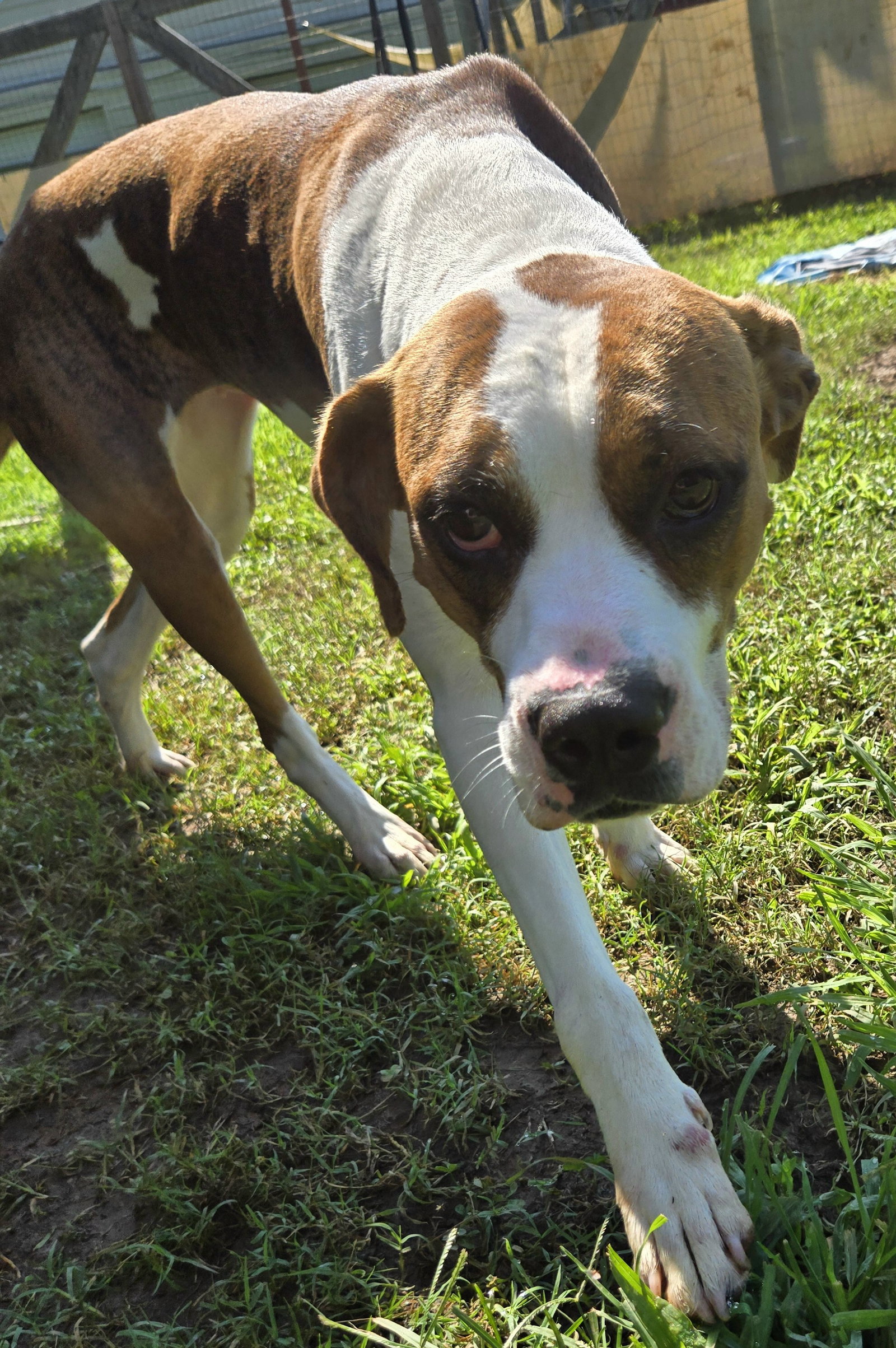 Dog adoption in Newfoundland, PA 18445: Boxer / Mixed (short coat) Dog ...