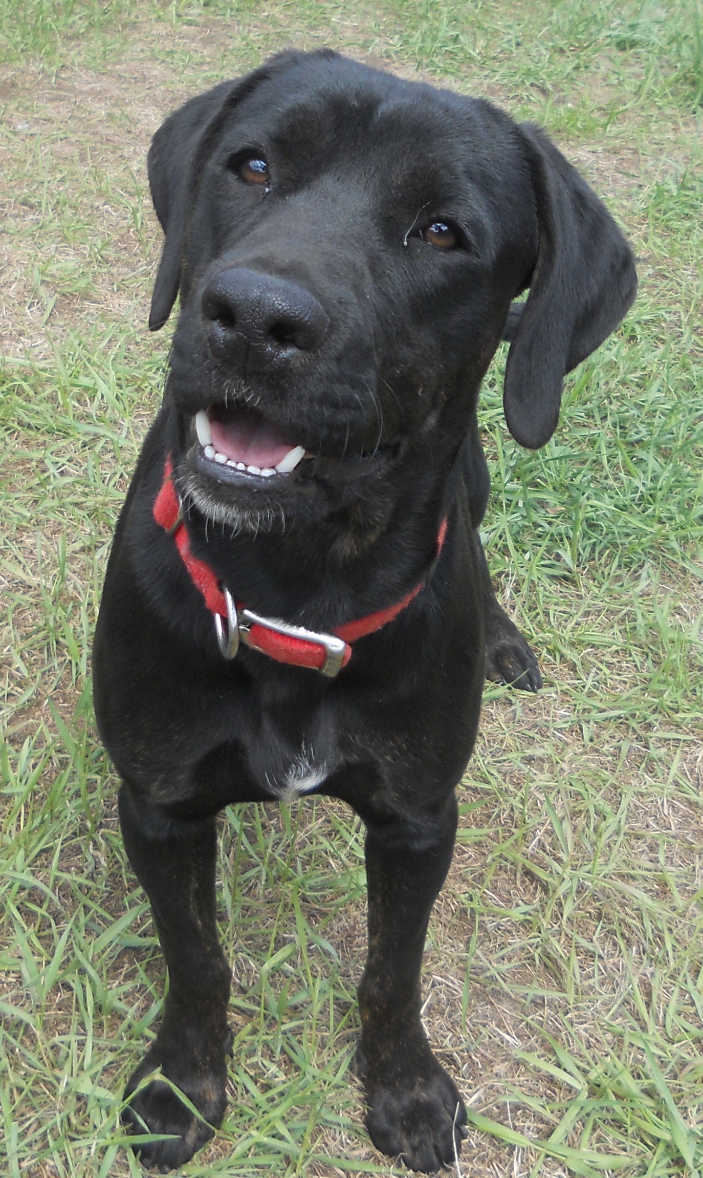 Dog for Adoption - Knight, a Black Labrador Retriever in Iron County ...