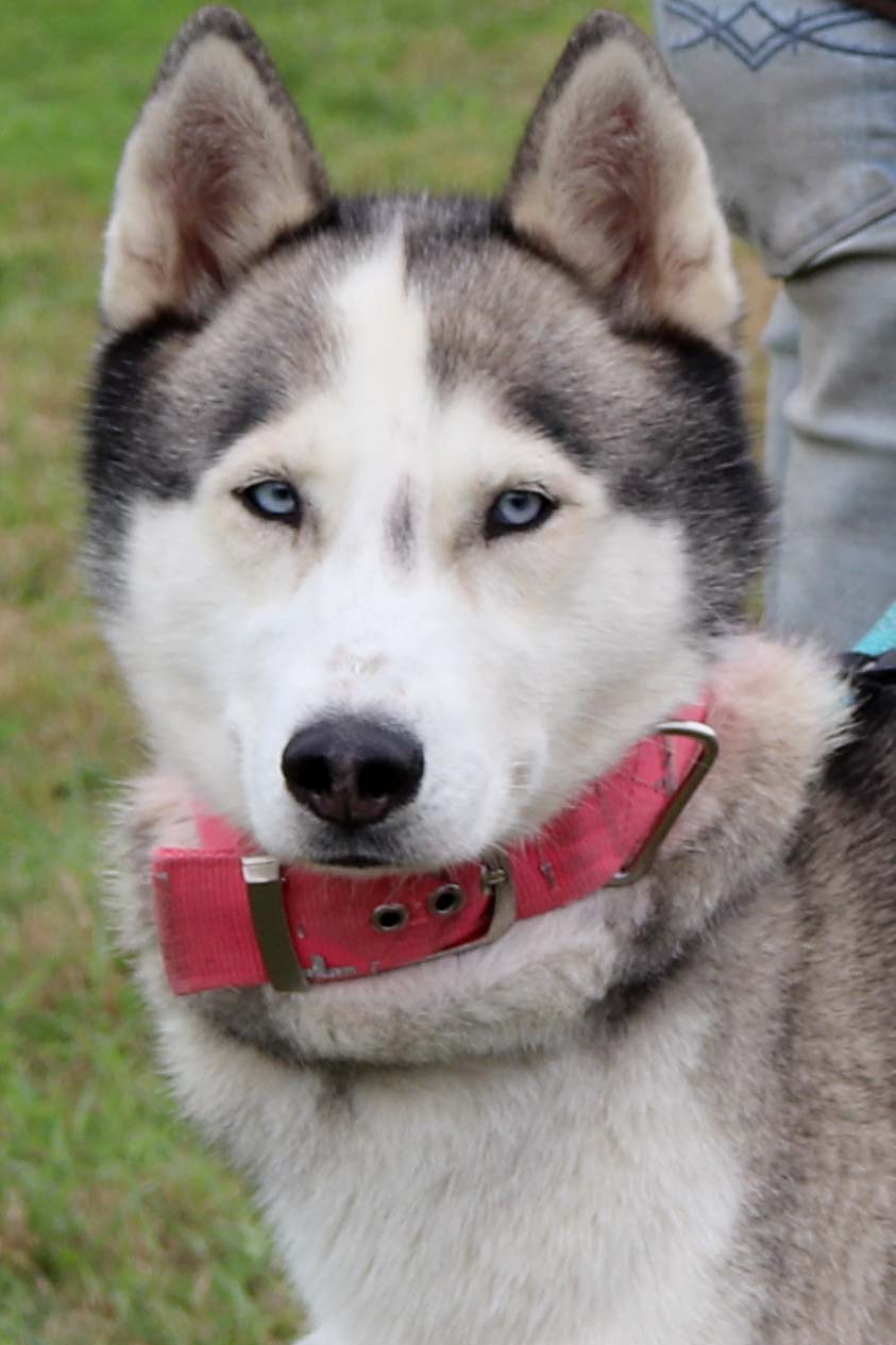 Dog for Adoption - Bonnie, a Siberian Husky in Barron County, WI ...