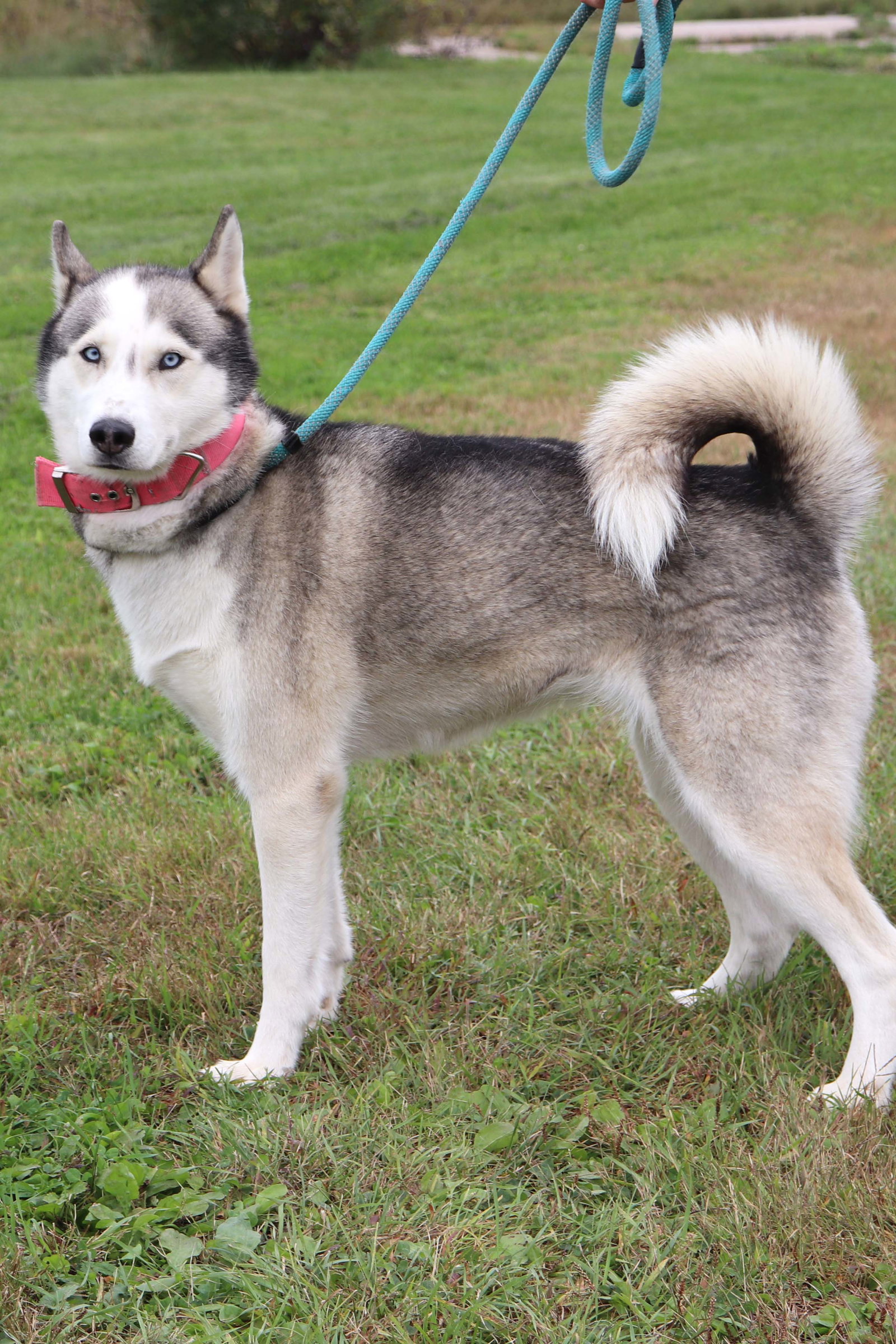 Dog for Adoption - Bonnie, a Siberian Husky in Barron County, WI ...