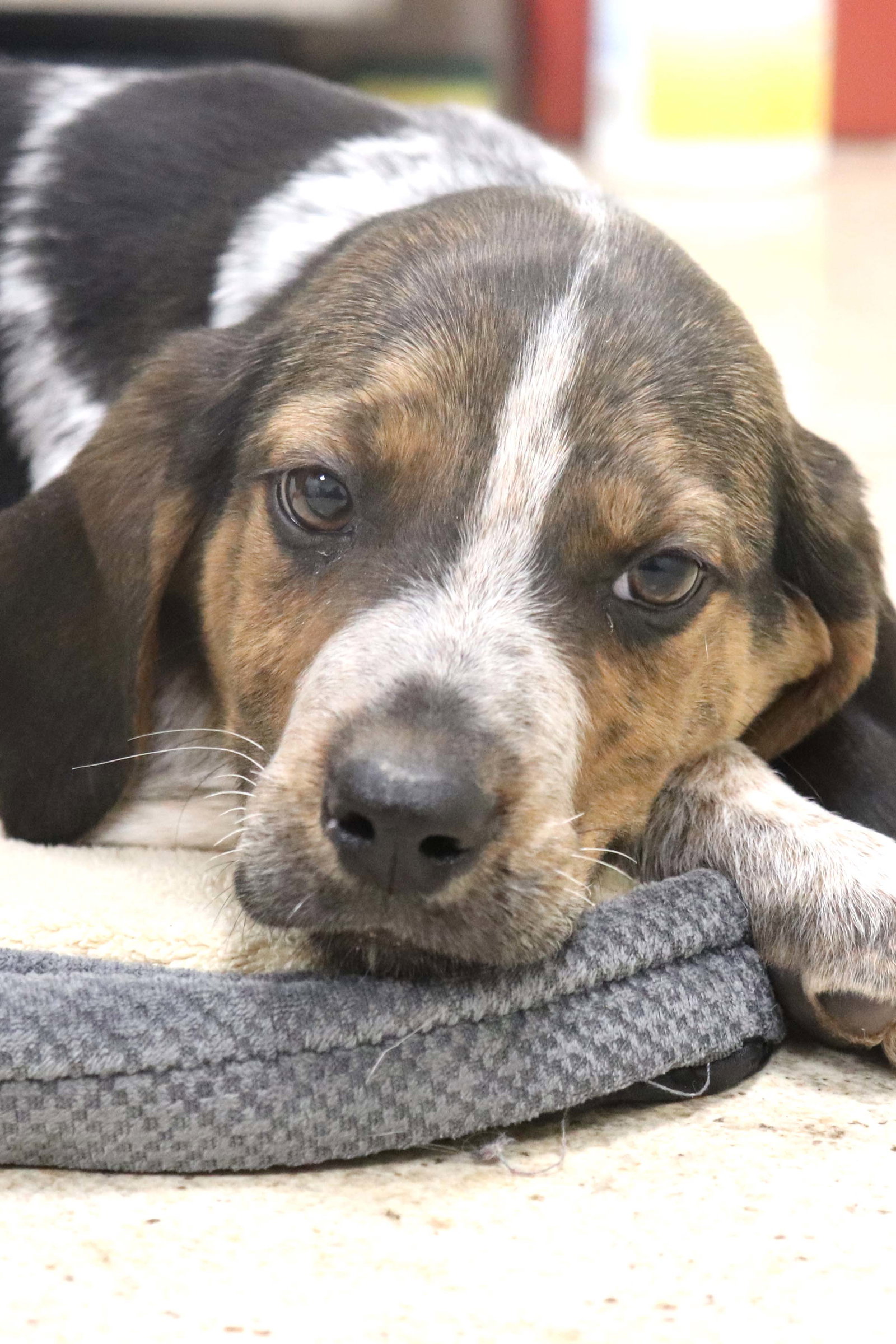 Dog for Adoption - Buck, a Hound in Hayward, WI | Alpha Paw