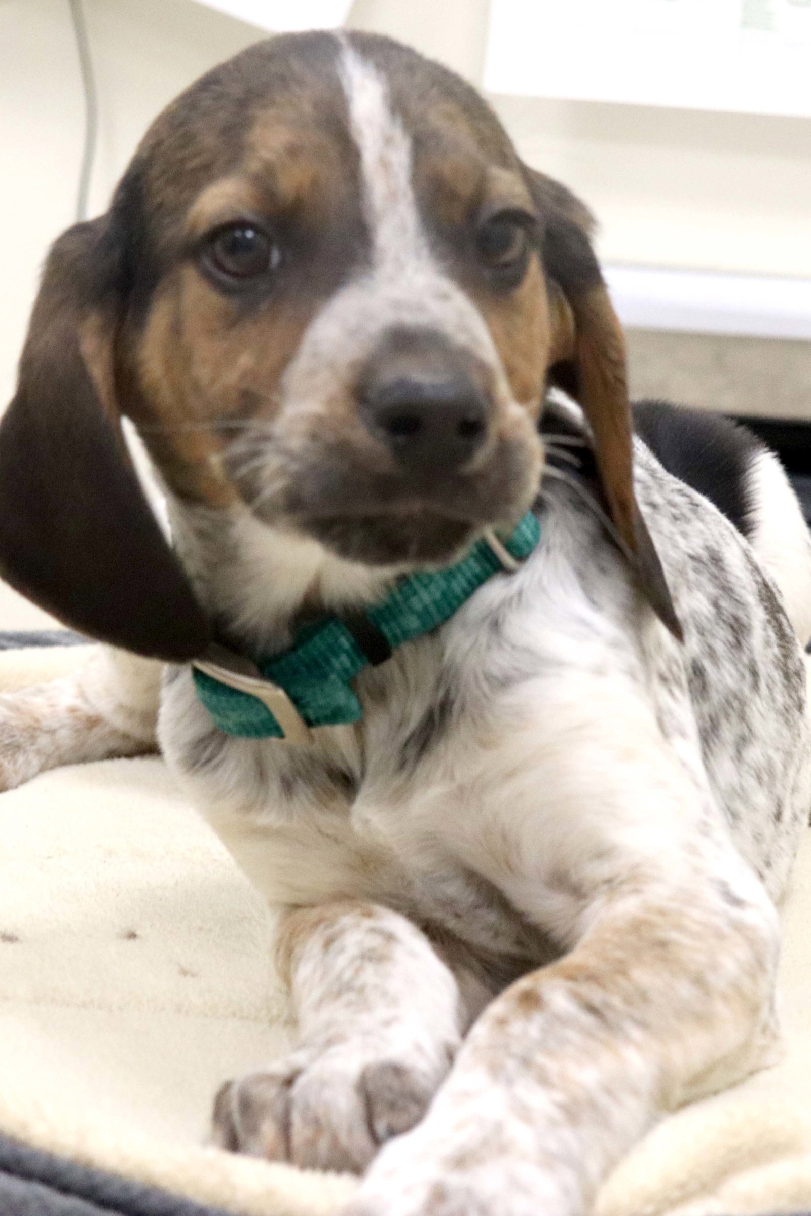 Dog for Adoption - Buck, a Hound in Hayward, WI | Alpha Paw