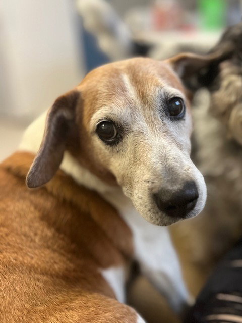 Dog for Adoption - Gunner, a Jack Russell Terrier in Barron County, WI ...