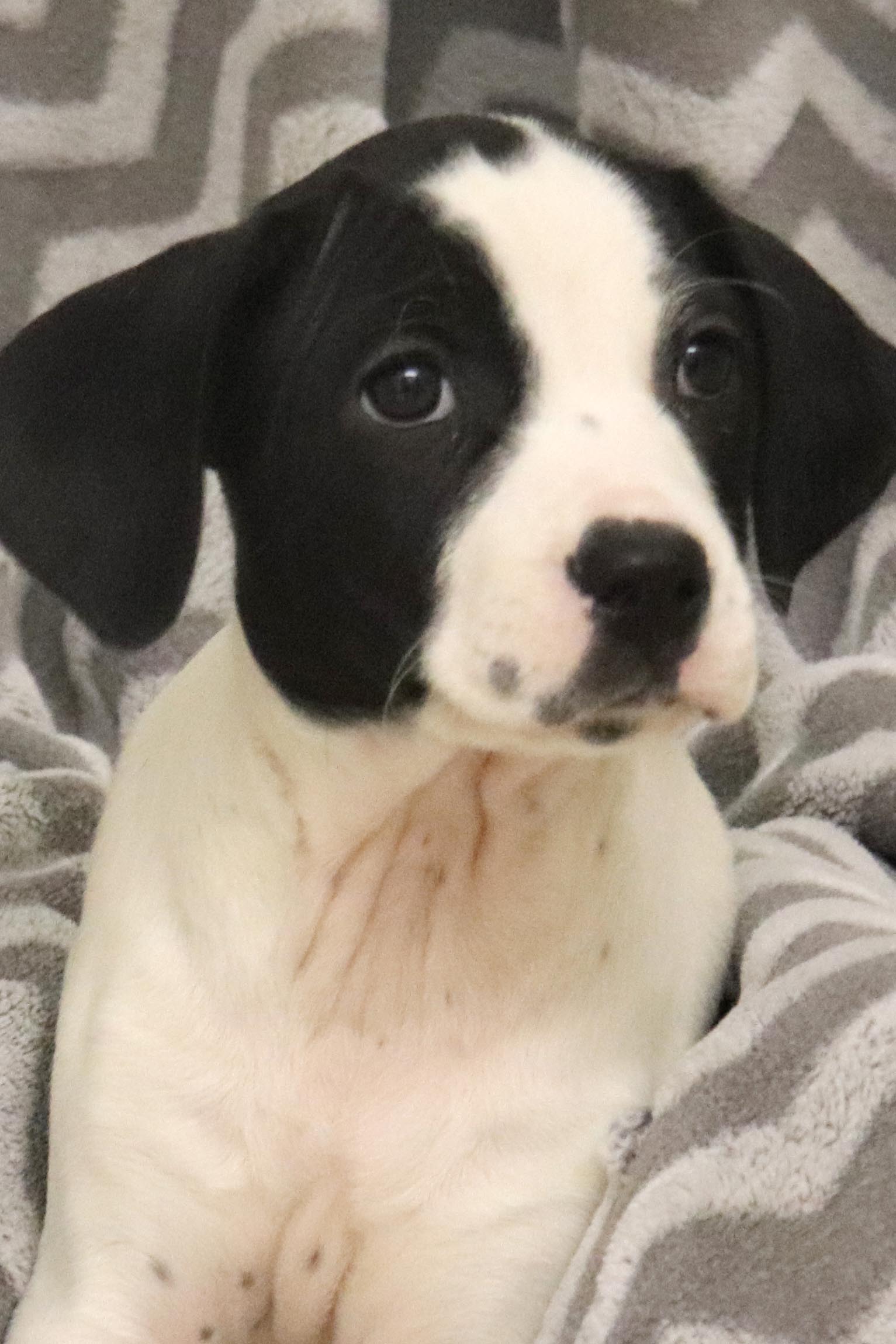 Dog for Adoption - Shae, a Terrier in Cumberland, WI | Alpha Paw