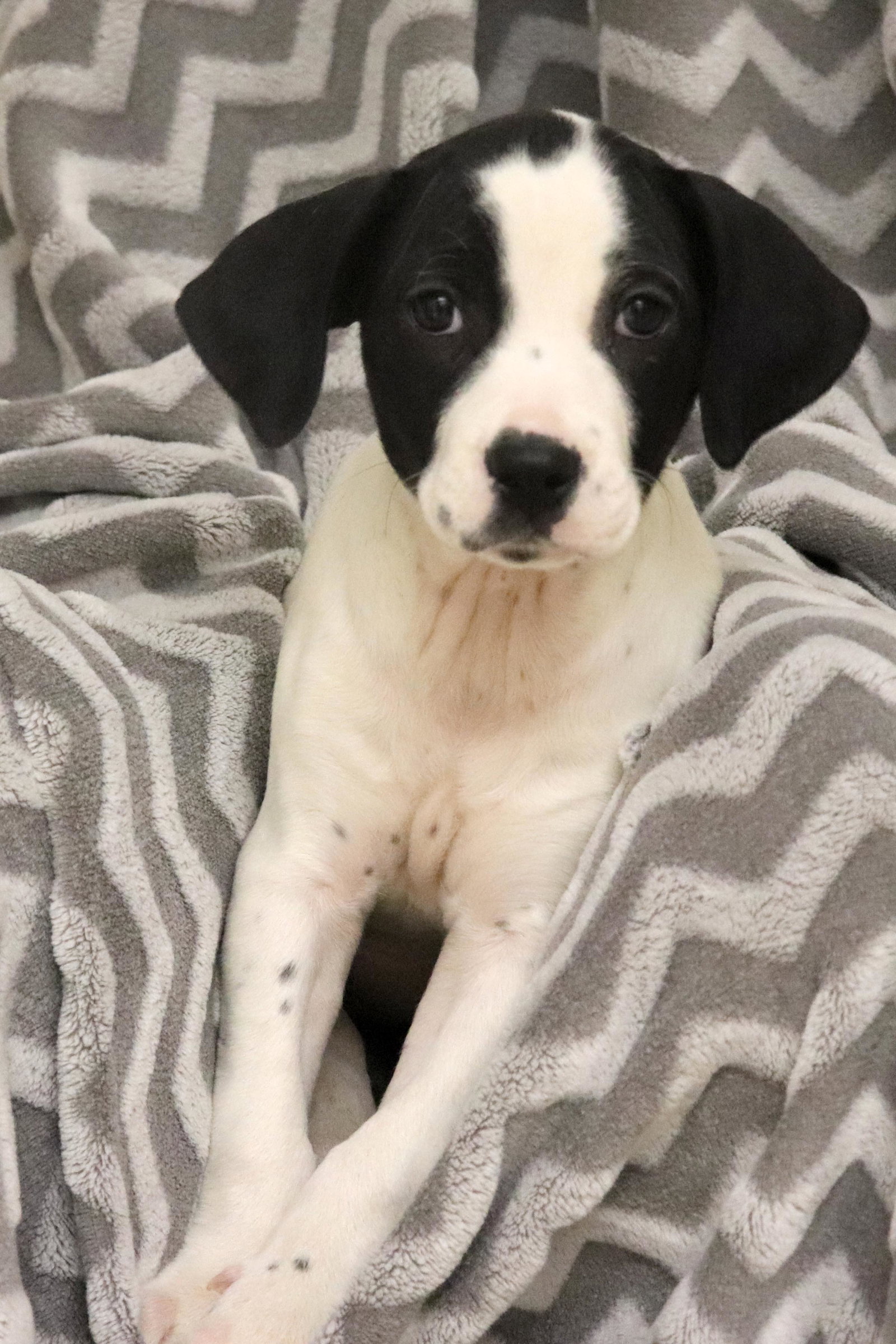 Dog for Adoption - Shae, a Terrier in Cumberland, WI | Alpha Paw