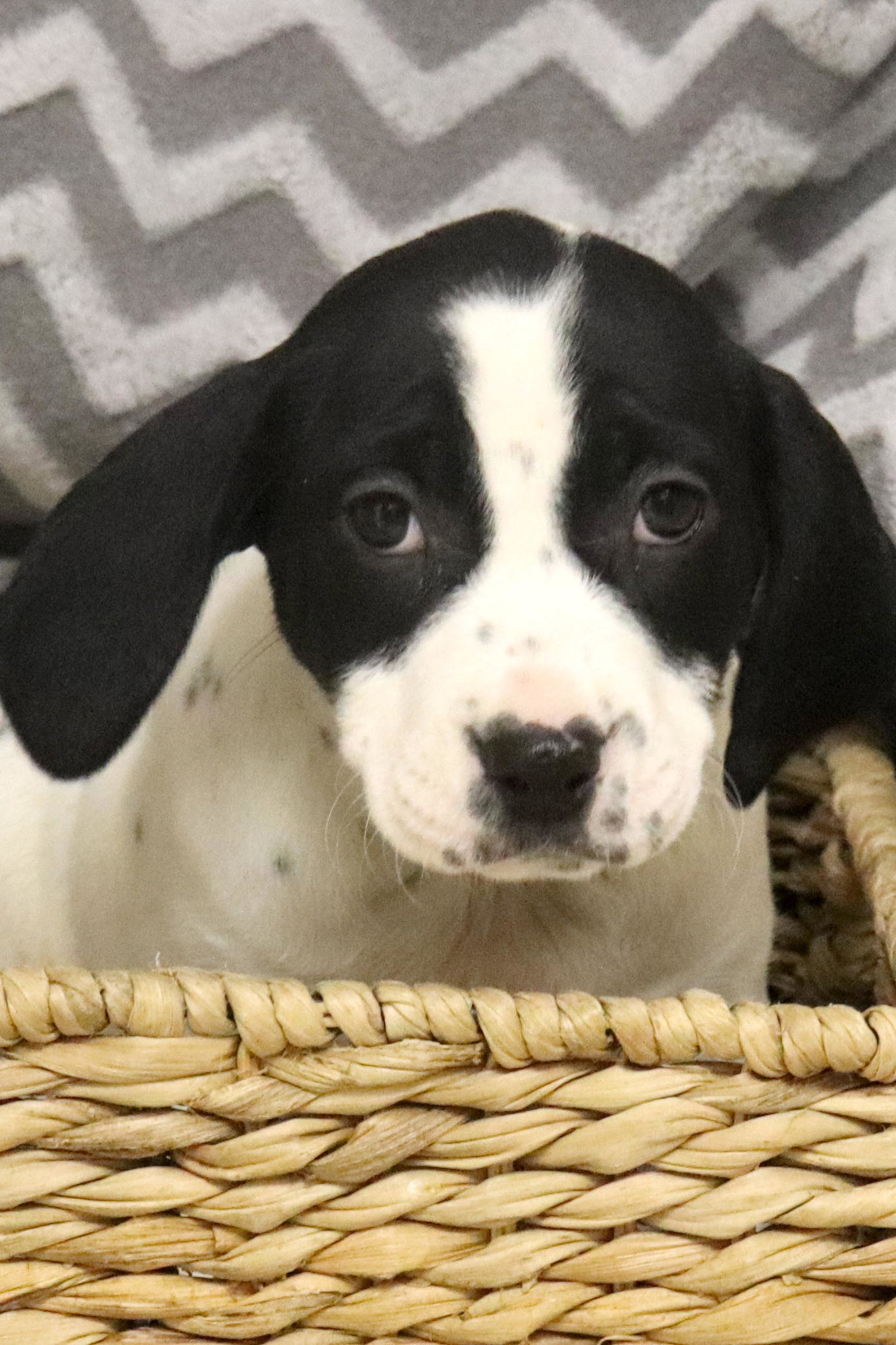 Dog for Adoption - Meera, a Terrier in Mora, MN | Alpha Paw