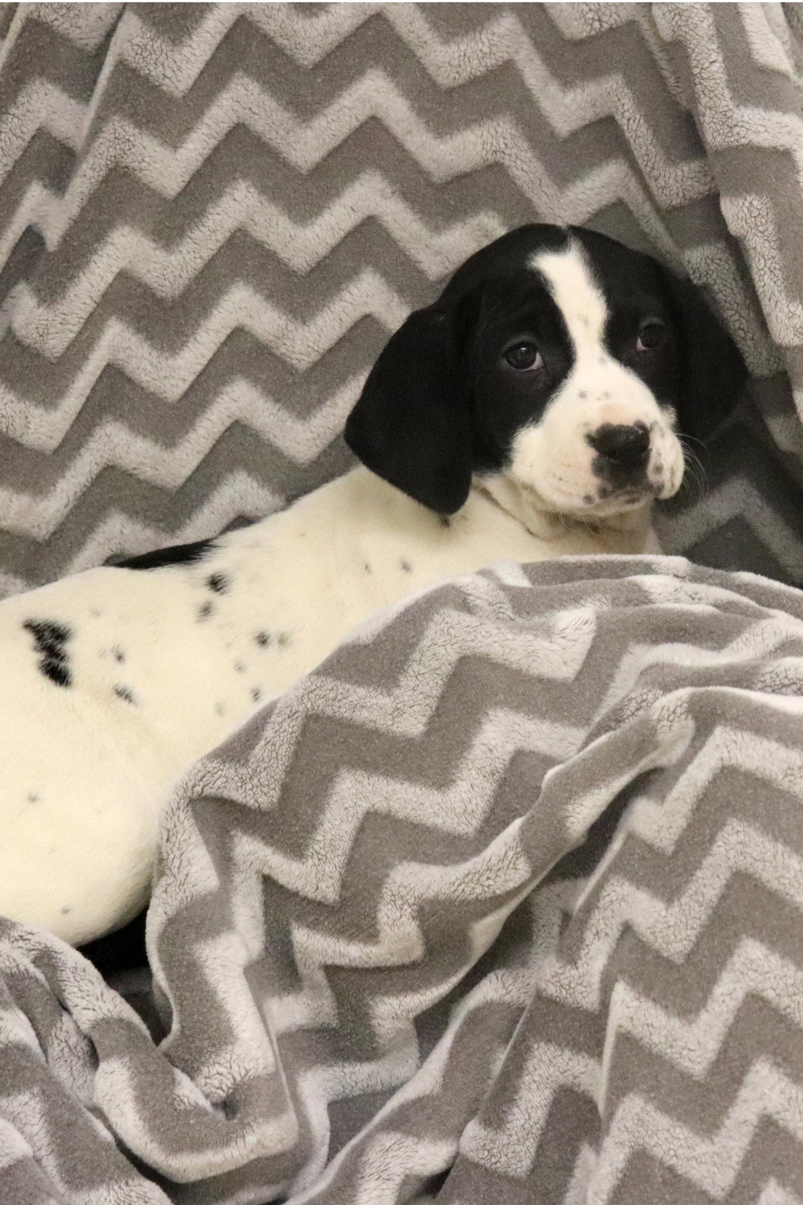 Dog for Adoption - Meera, a Terrier in Mora, MN | Alpha Paw