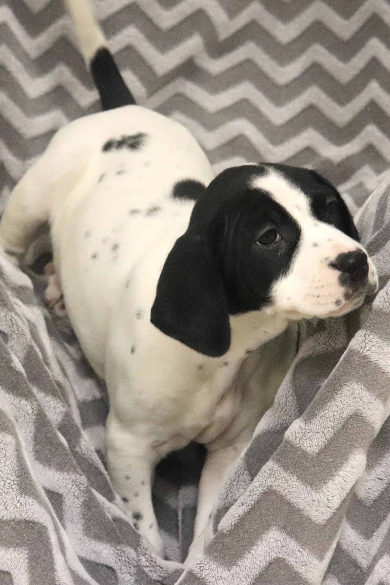 Dog for Adoption - Meera, a Terrier in Mora, MN | Alpha Paw
