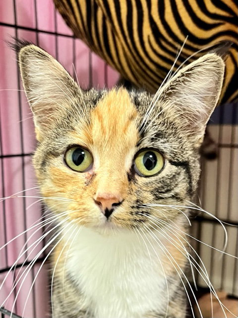 Cat adoption in Webster, WI 54893: Domestic Short Hair Cat "Portia"
