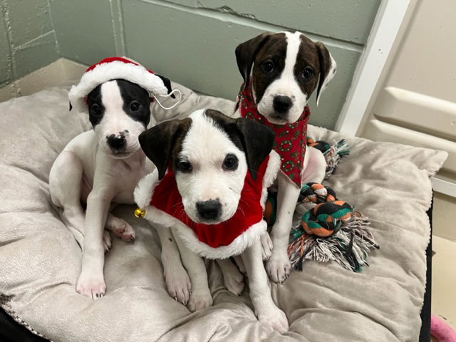 Dog for Adoption - Honey, a Pit Bull Terrier in Barron County, WI ...