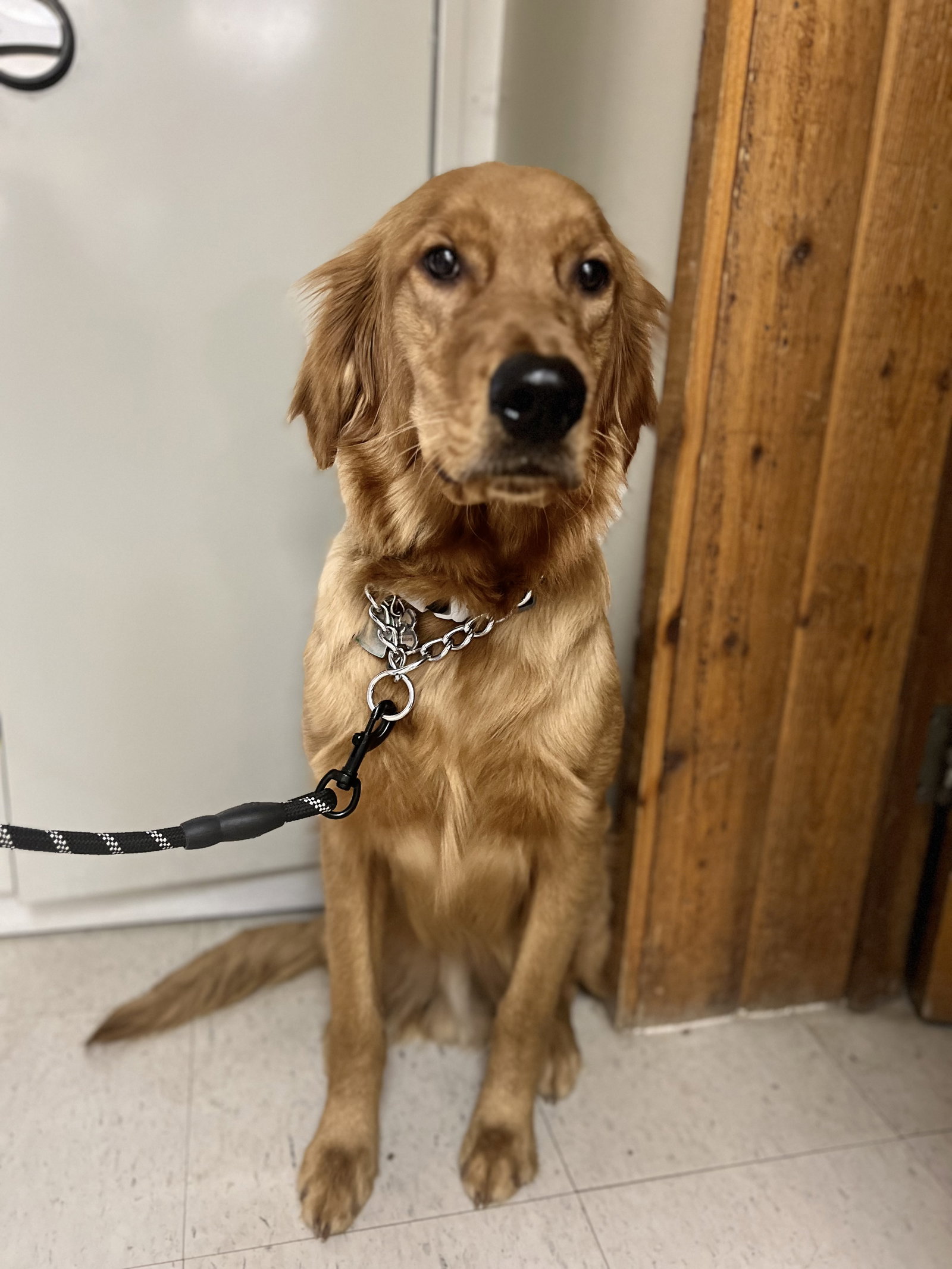 Dog for Adoption - Max, a Golden Retriever in Harris, MN | Alpha Paw
