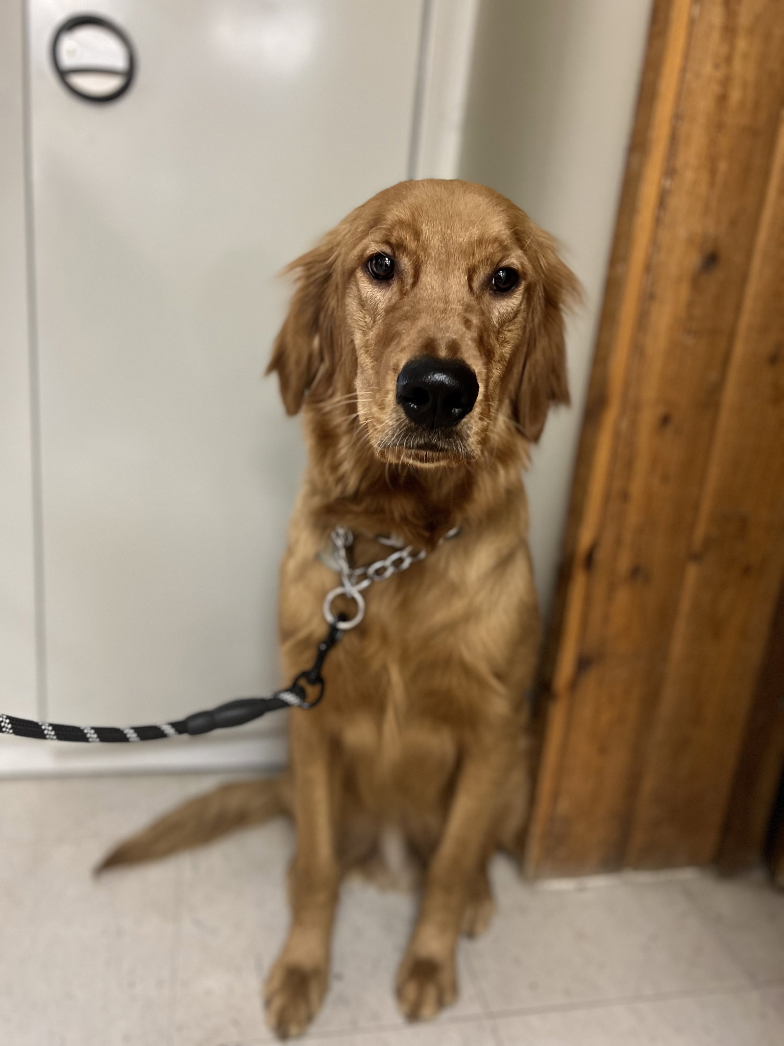 Dog for Adoption - Max, a Golden Retriever in North Branch, MN | Alpha Paw