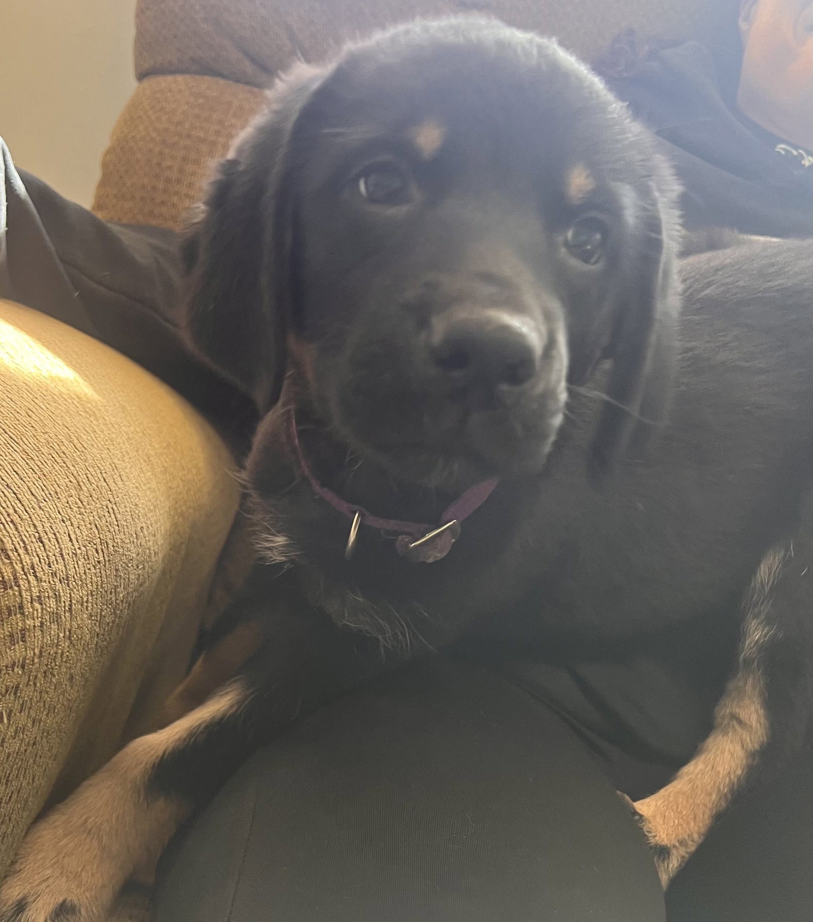 Dog for Adoption - Mindy, a Black Labrador Retriever in Rush City, MN ...