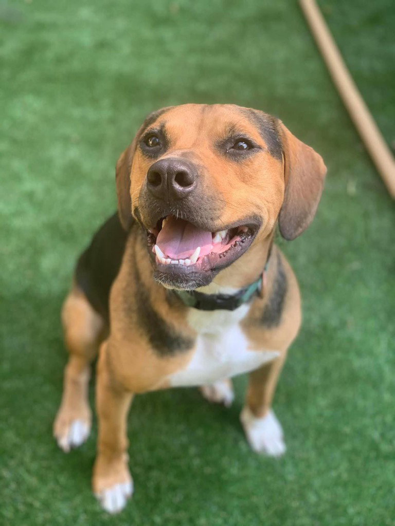 Dog for Adoption - Cubby Joe, a Pit Bull Terrier in Chicago, IL | Alpha Paw