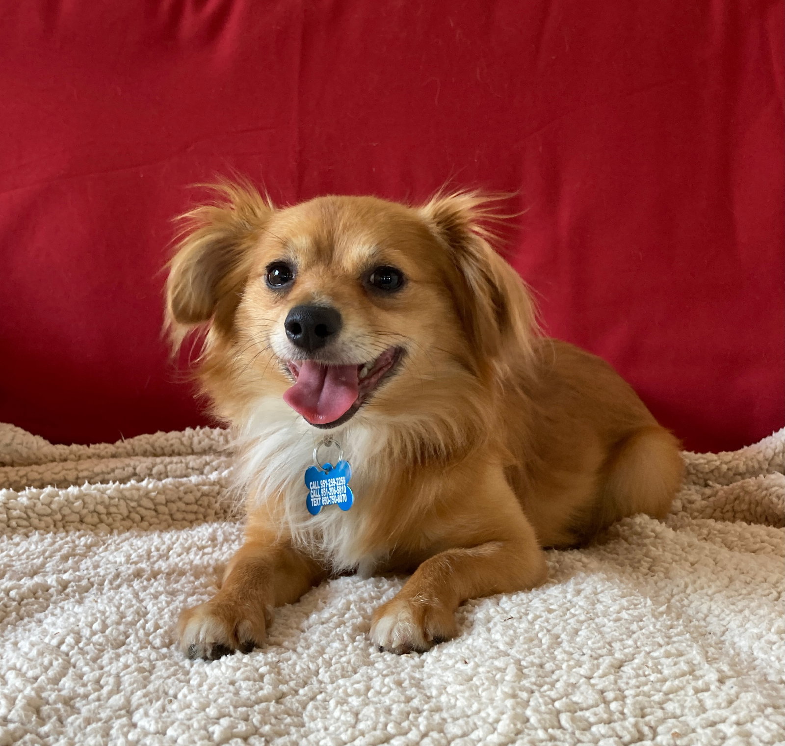 Dog for Adoption - Cider, a Cavalier King Charles Spaniel in Temecula ...