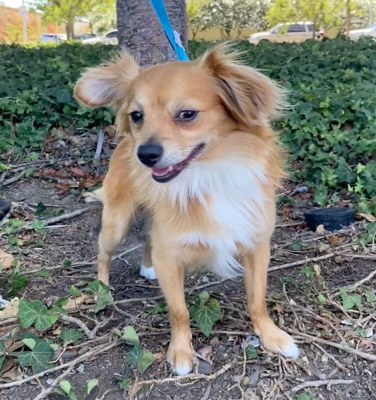 Dog for Adoption - Cider, a Cavalier King Charles Spaniel in Temecula ...