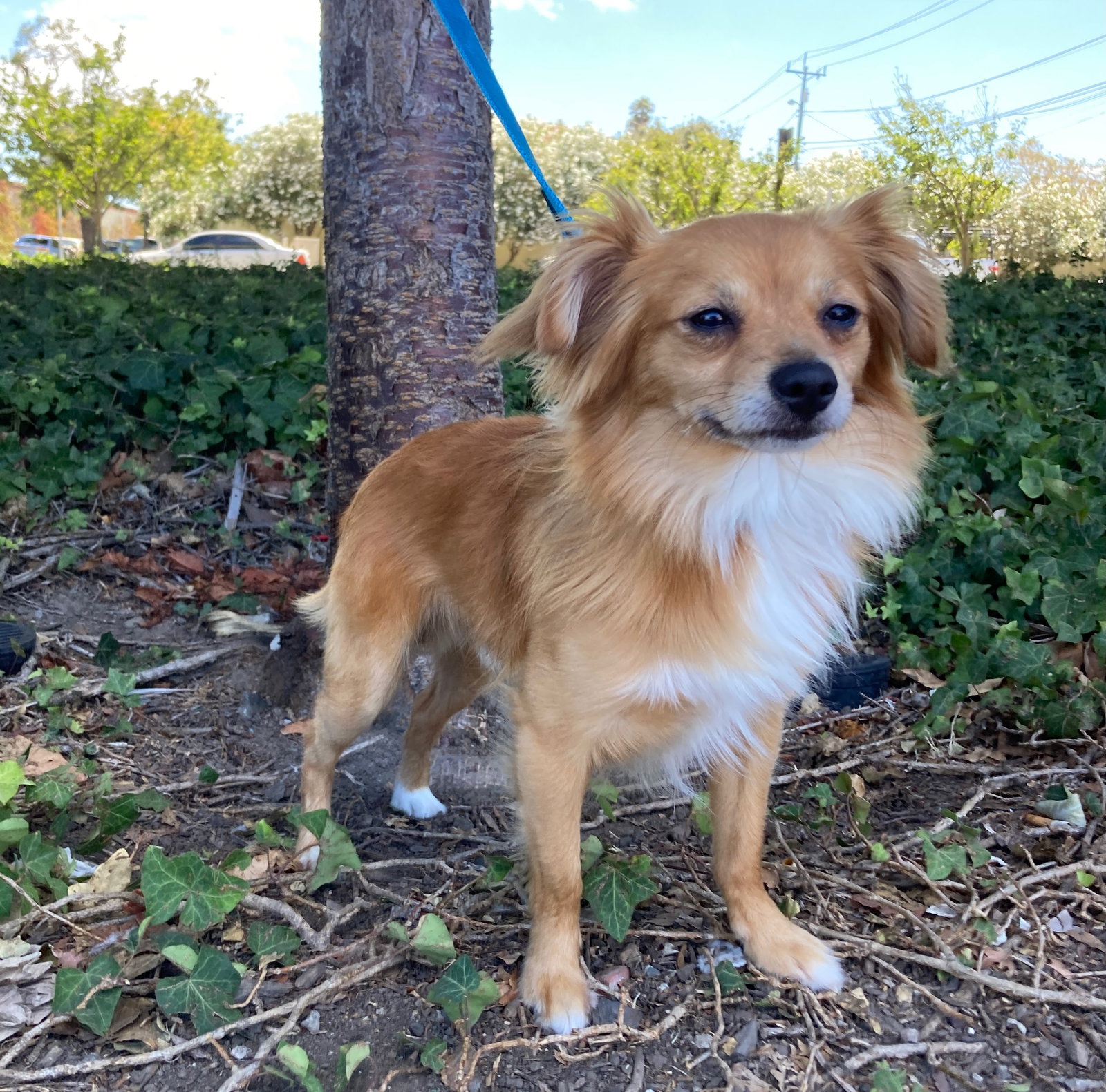 Dog for Adoption - Cider, a Cavalier King Charles Spaniel in Temecula ...
