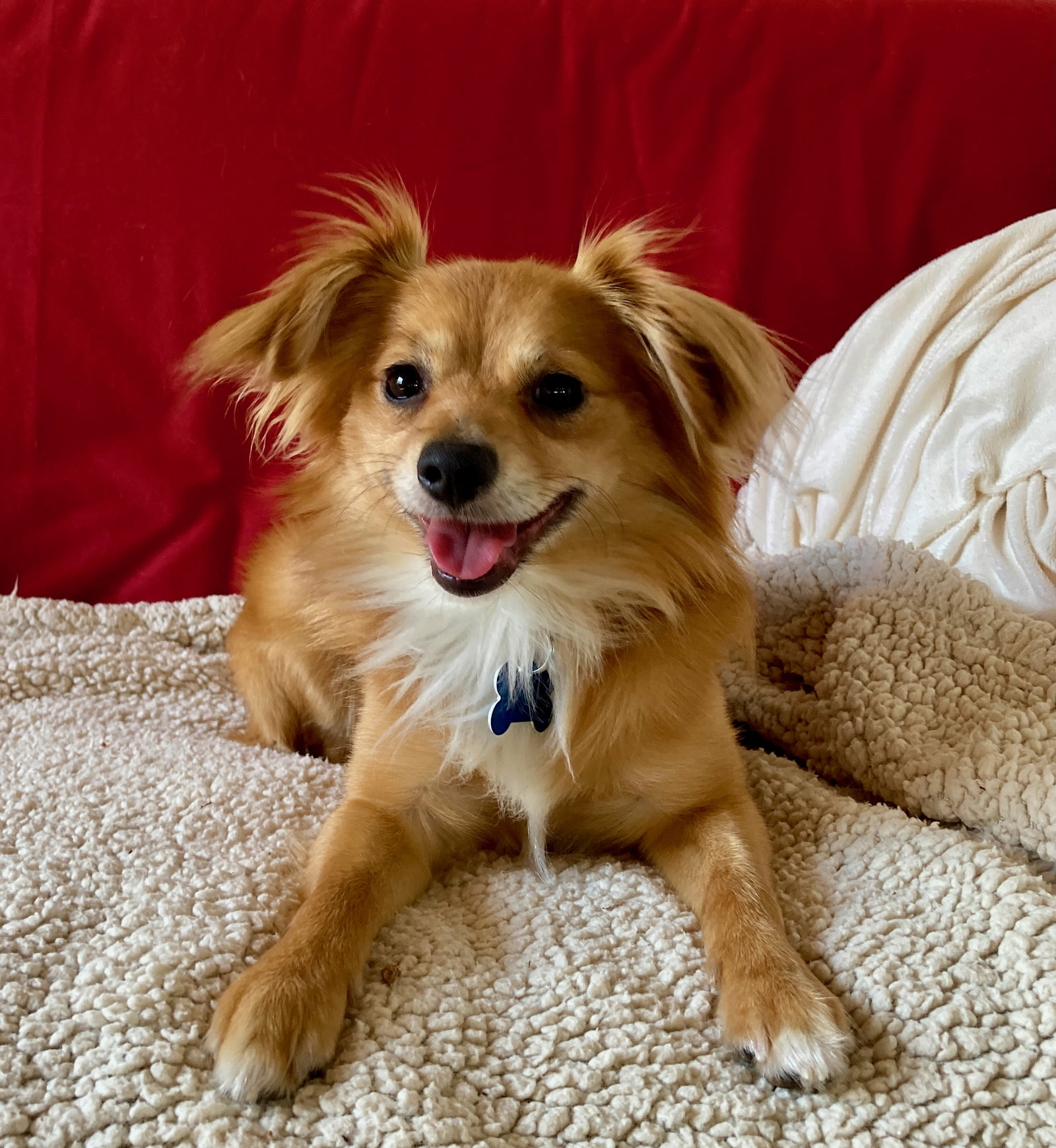 Dog for Adoption - Cider, a Cavalier King Charles Spaniel in Temecula ...