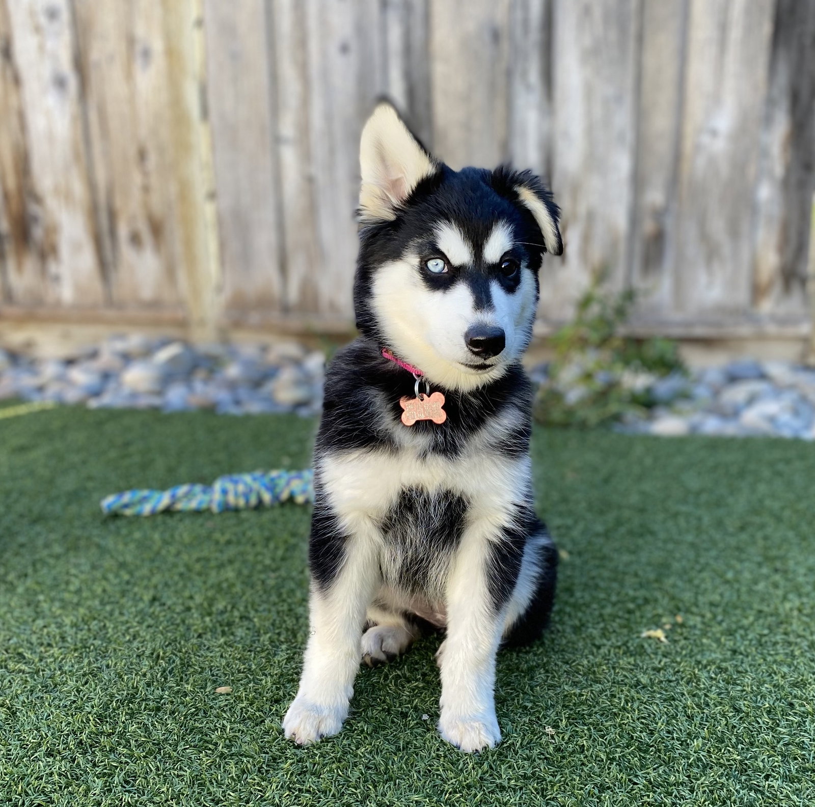 Dog for Adoption - Cocktail: Cosmopolitan, a Siberian Husky in Palm ...