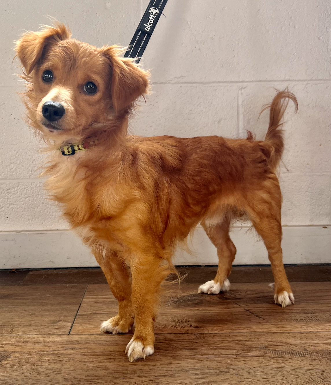 Dog for Adoption - Zephyr, a Papillon in Carlsbad, CA | Alpha Paw