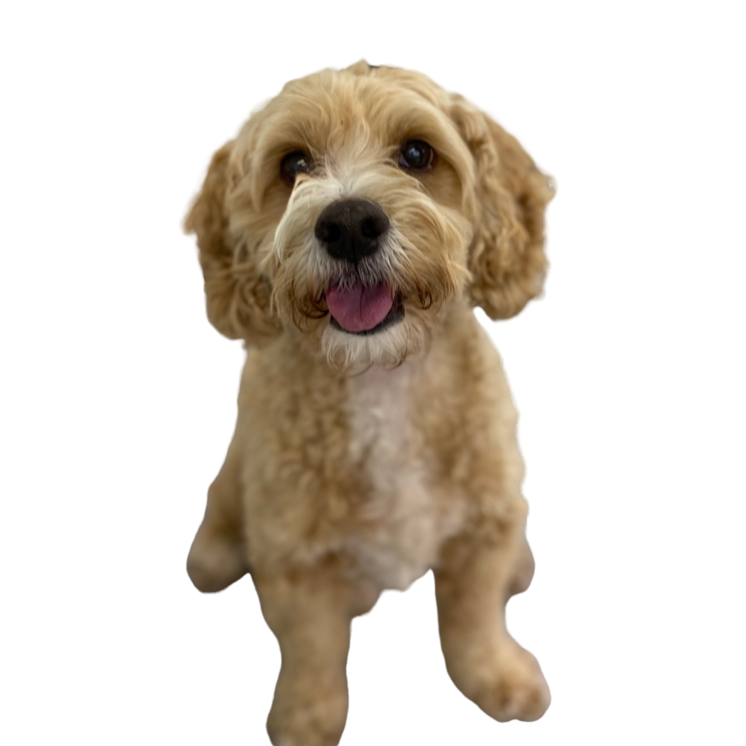 Dog for Adoption - Jack, a Cockapoo in Encinitas, CA | Alpha Paw