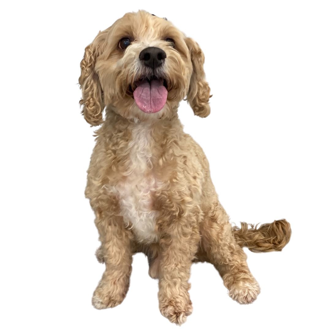 Dog for Adoption - Jack, a Cockapoo in Encinitas, CA | Alpha Paw