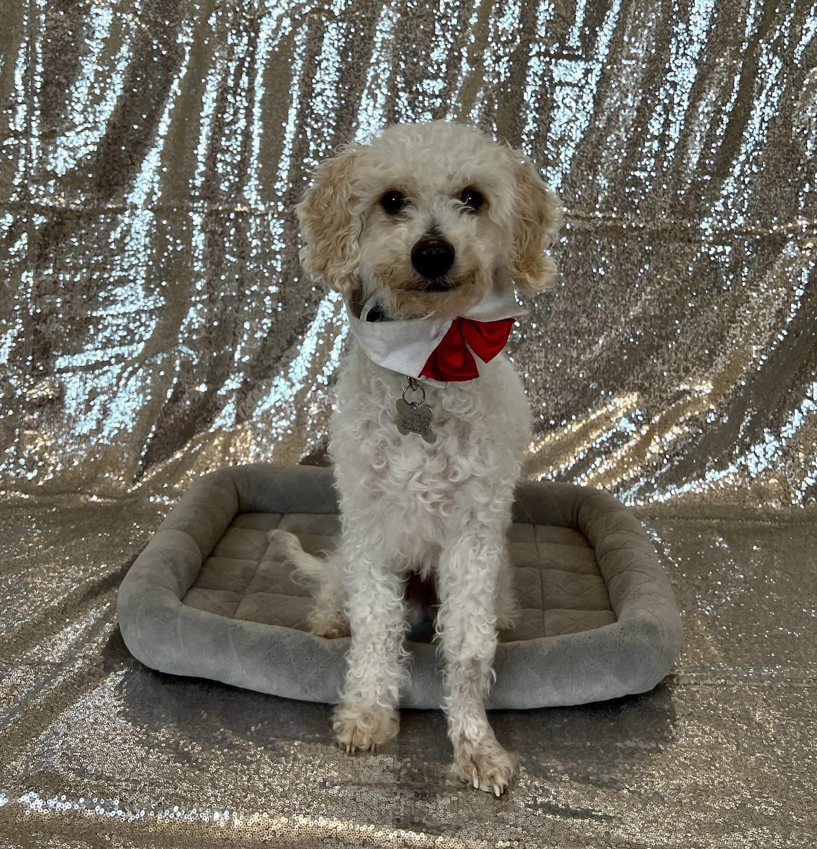 Dog for Adoption - Noodle the Poodle, a Poodle (Miniature) in Riverside ...